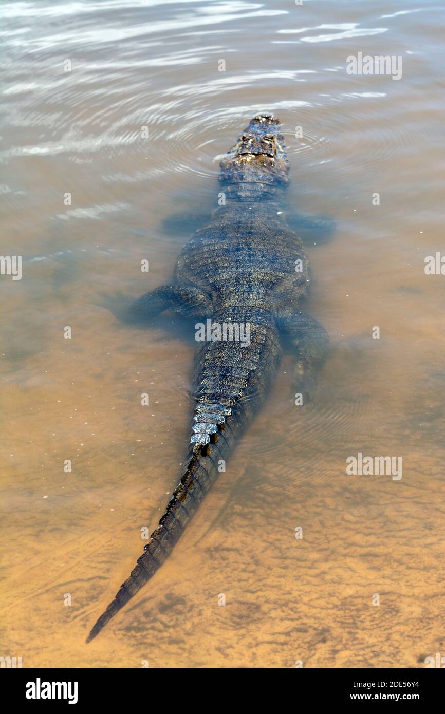 A Spectacled caiman or common caiman is a common sight along the banks ...