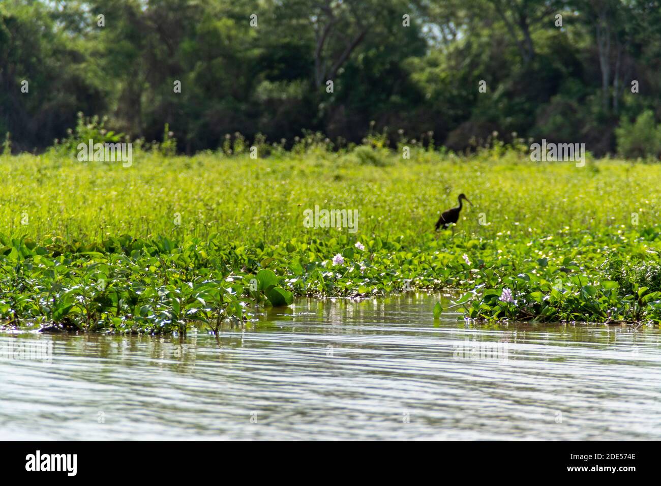 A Limpkin, one of the many larger birds seen along the banks of the ...