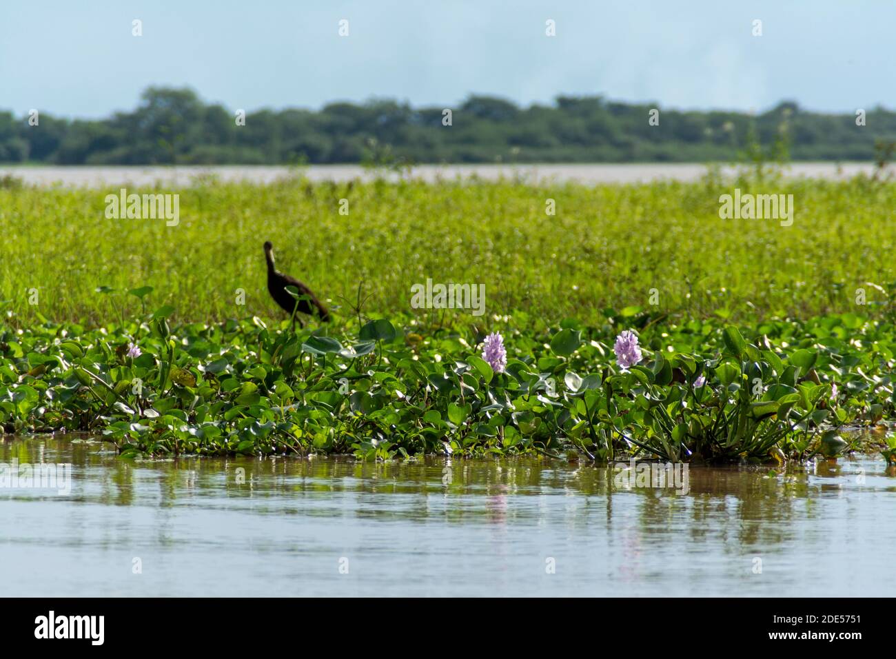 A Limpkin, one of the many larger birds seen along the Mutum river ...