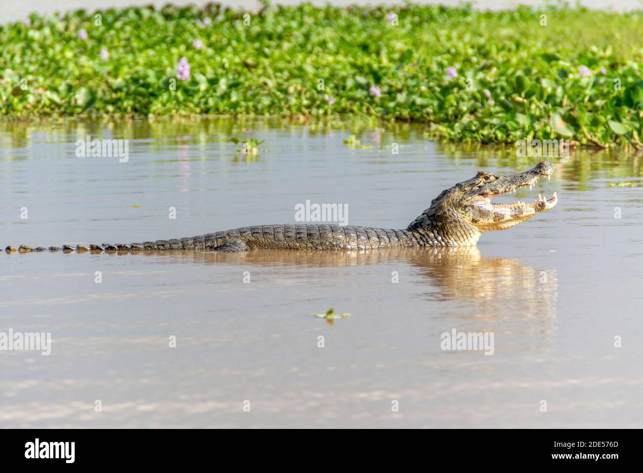A Spectacled caiman or common caiman is a common sight along the banks ...