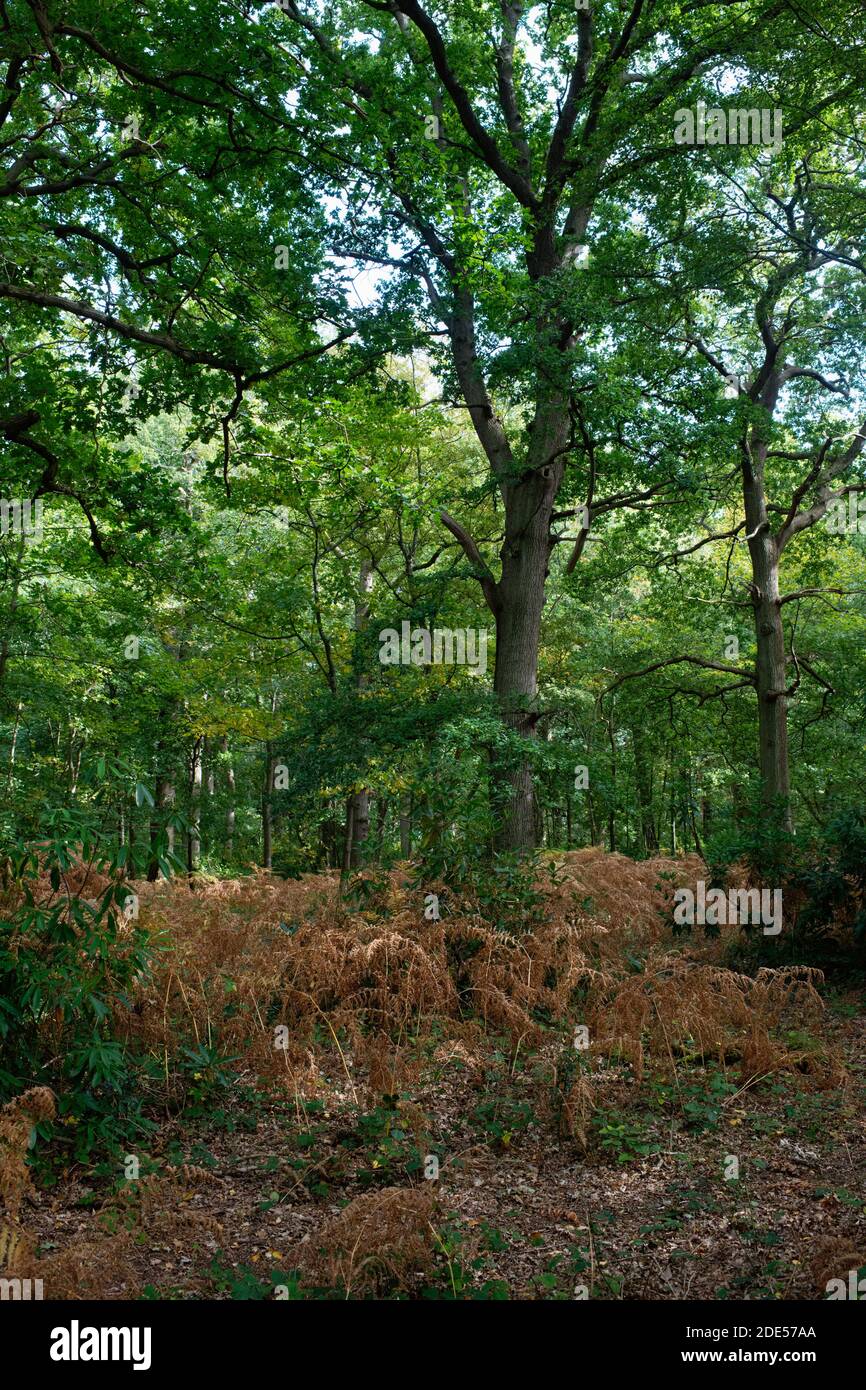 Marginal land hi-res stock photography and images - Alamy