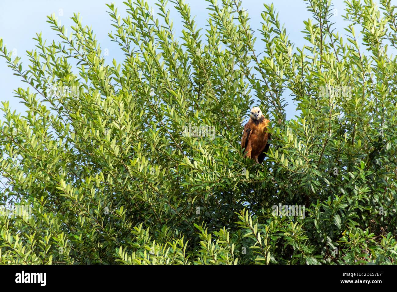 A Black Coloured Hawk, one of the many larger birds seen along the ...