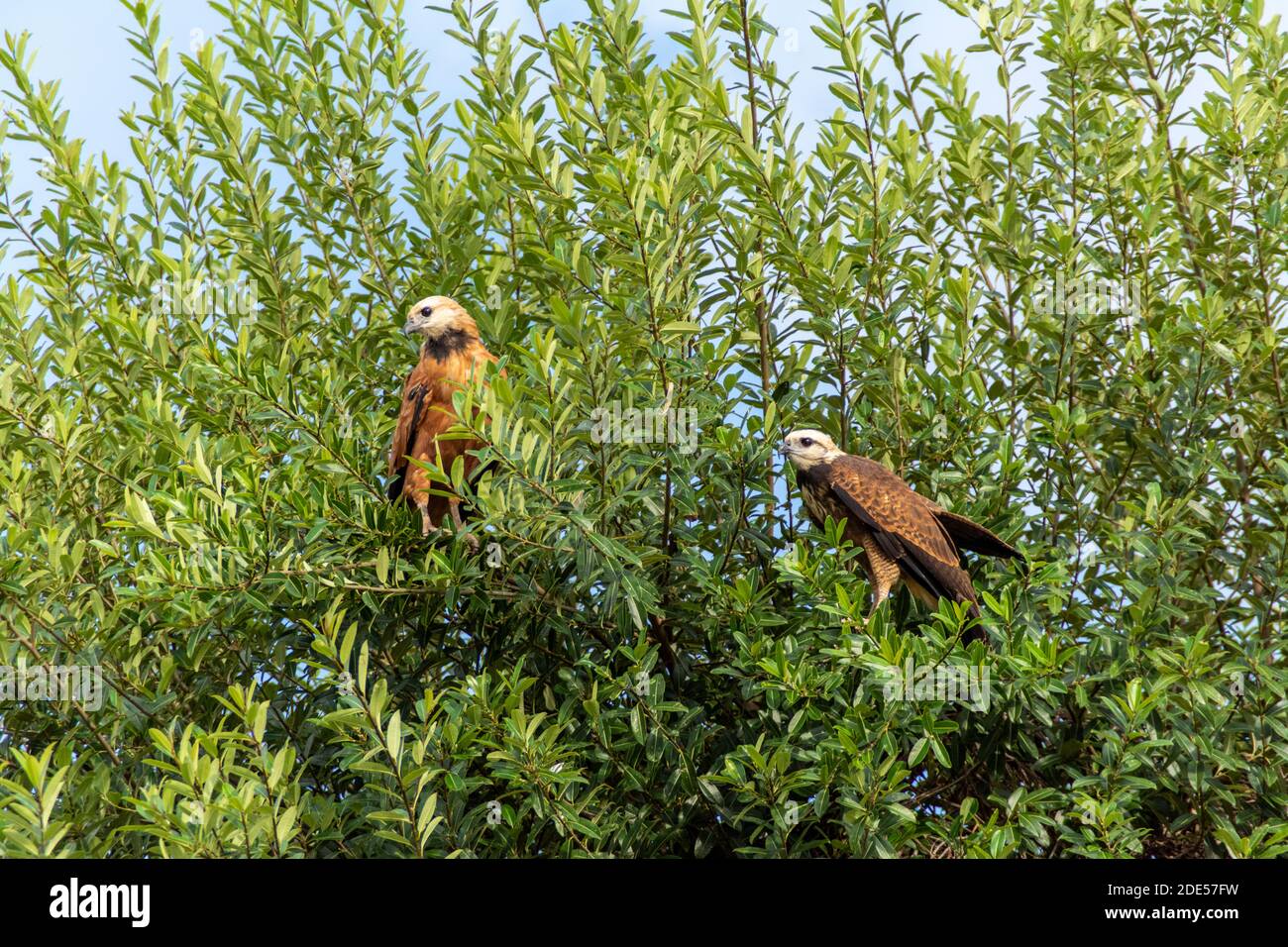 Brazilian hawks hi-res stock photography and images - Alamy