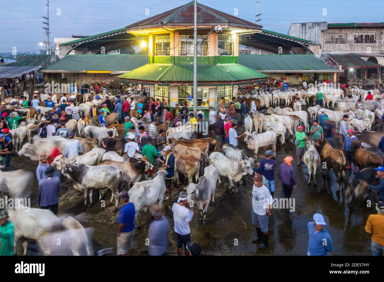 Early morning at the Padre Garcia Livestock Auction Market in Batangas ...