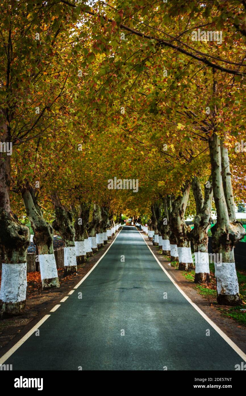 Tunnel autumn road hi-res stock photography and images - Alamy