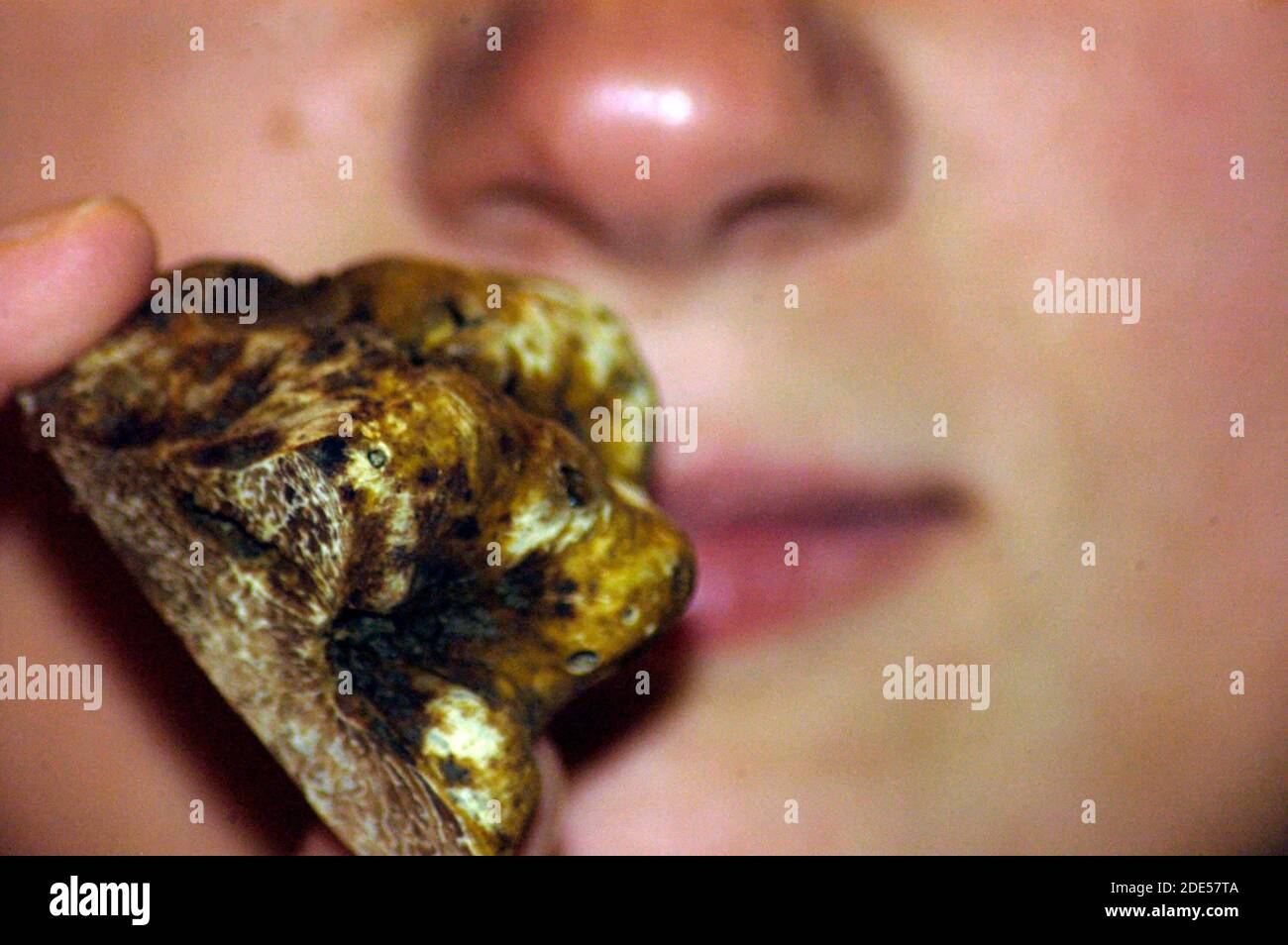 smelling on a big fresh truffle, spice in haute cuisine Stock Photo - Alamy