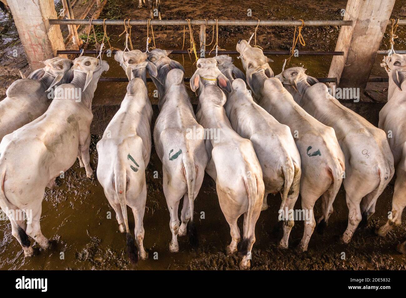 Early morning at the Padre Garcia Livestock Auction Market in Batangas ...