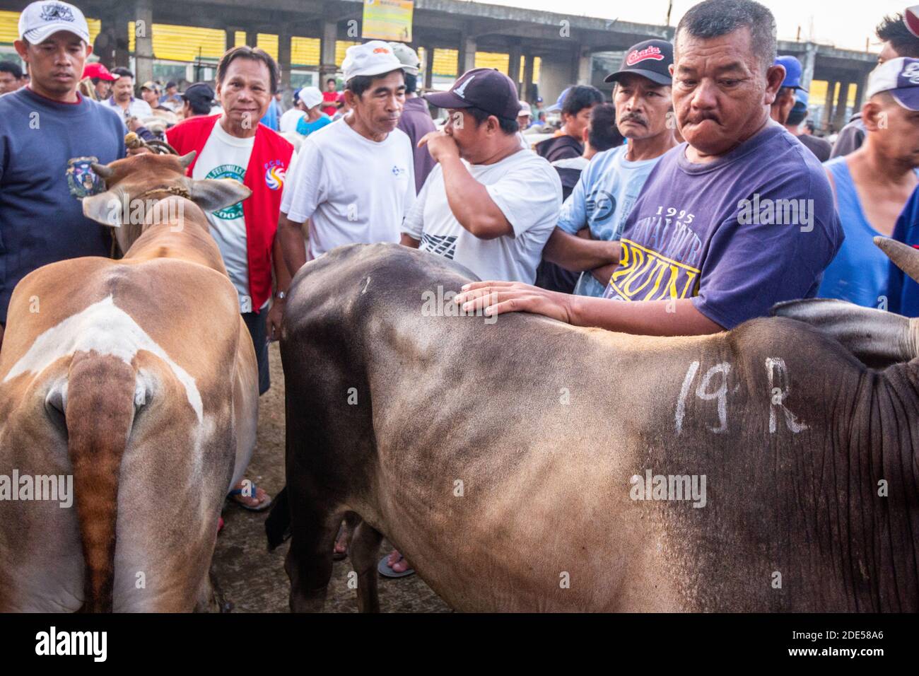 Early morning at the Padre Garcia Livestock Auction Market in Batangas ...