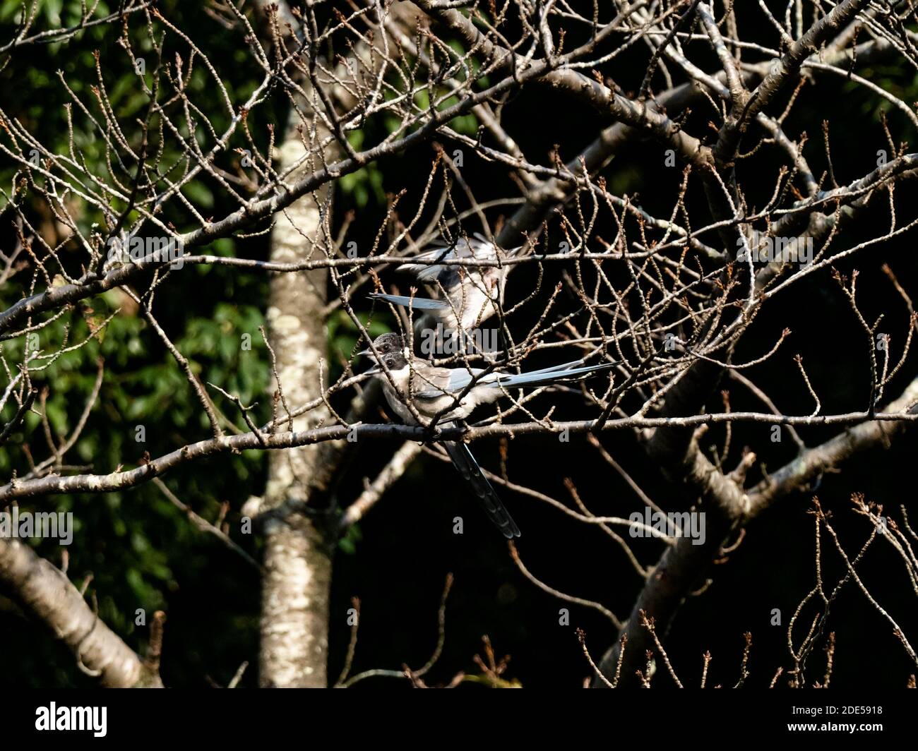 Azure-winged Magpies, Cyanopica cyanus, perch in a bare tree in Izumi ...