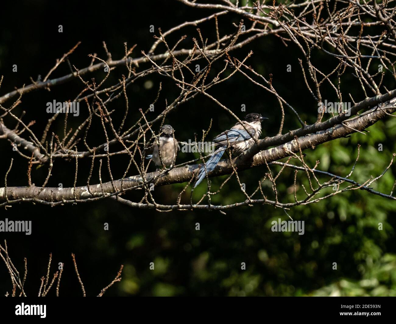 Azure-winged Magpies, Cyanopica cyanus, perch in a bare tree in Izumi ...