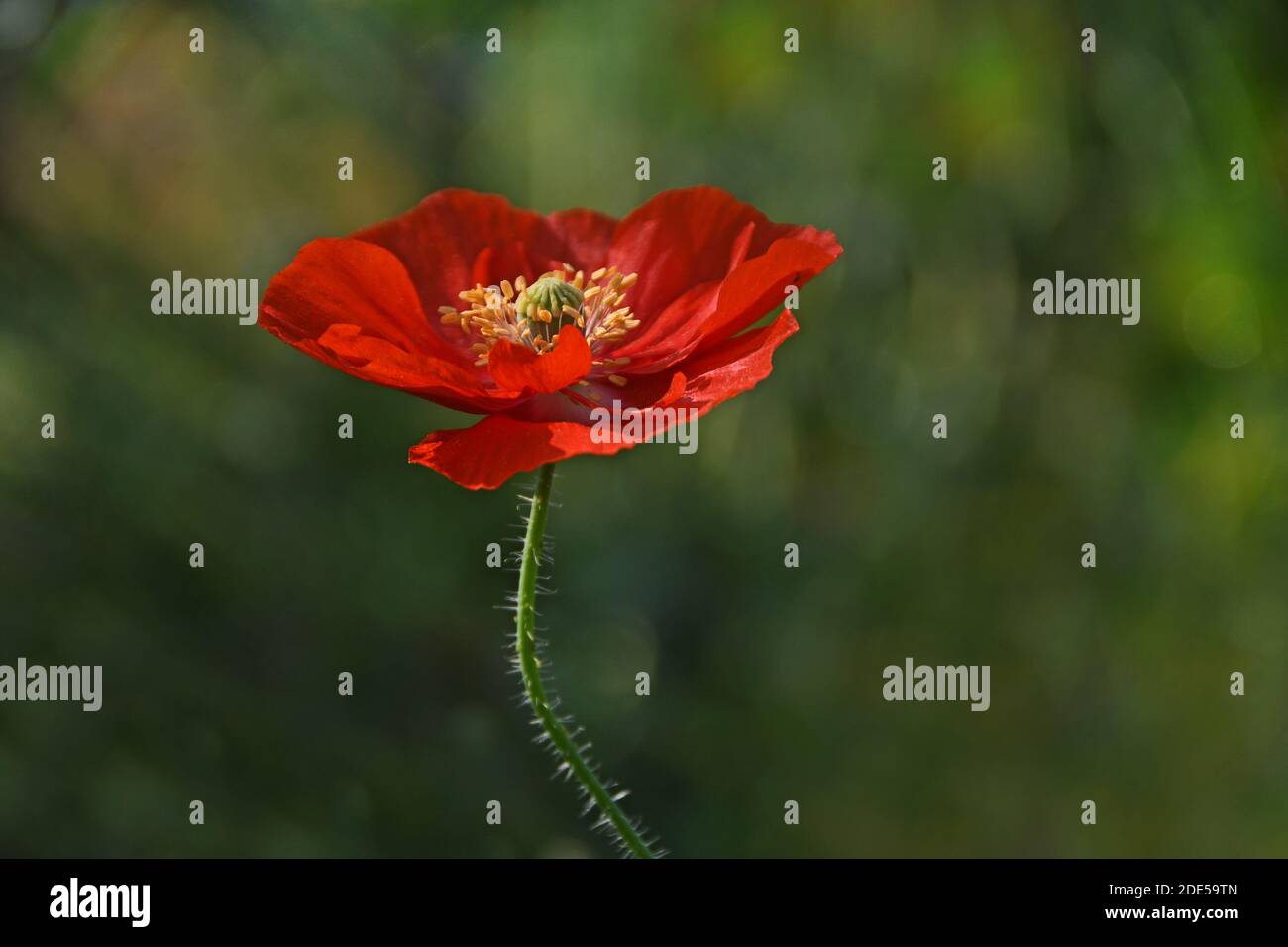 Red corn poppy with blur background in the spring season Stock Photo ...