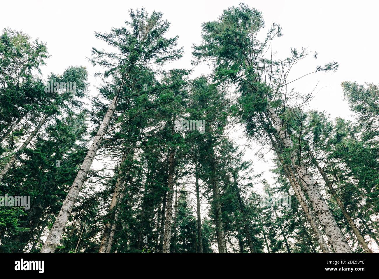 Daylight evergreen trees hi-res stock photography and images - Alamy