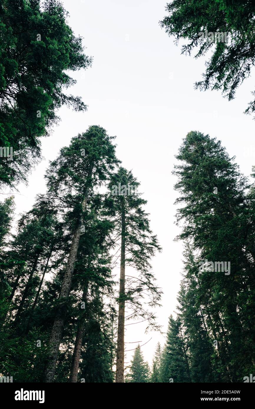 Pine tree tops hi-res stock photography and images - Alamy