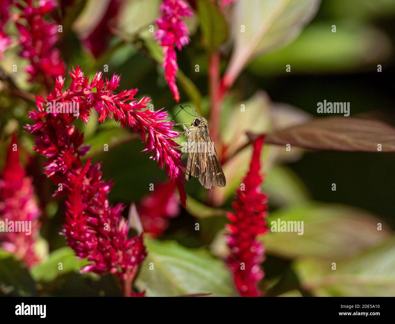 A species of swift butterfly, Parnara, feeds from red flowers in a ...