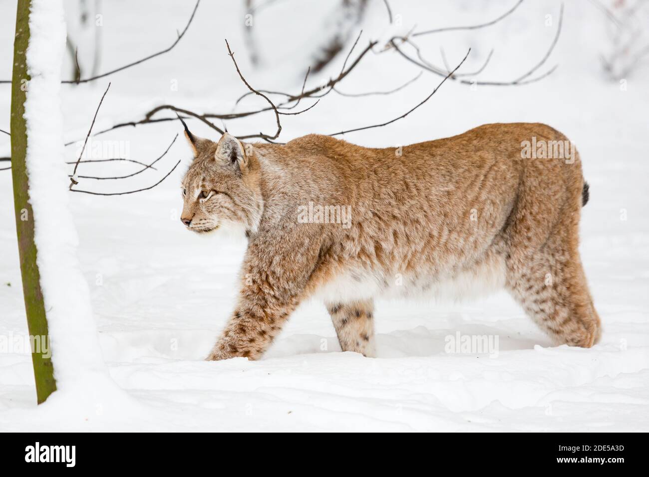 Eurasian lynx lynx wildcat hi-res stock photography and images - Alamy