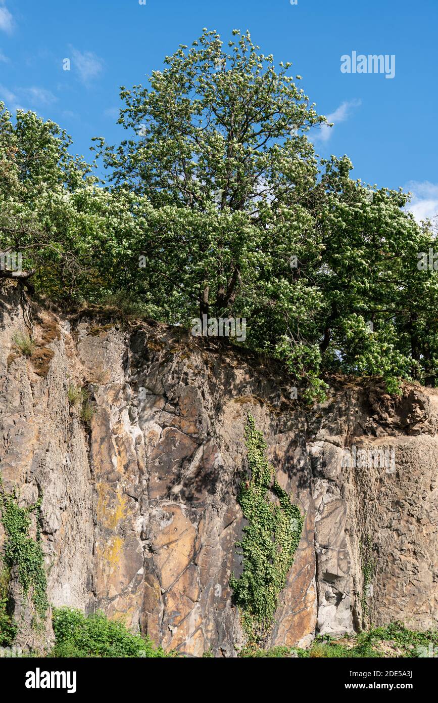 Trees on the edge of a cliff in the forest. in Summer Stock Photo - Alamy