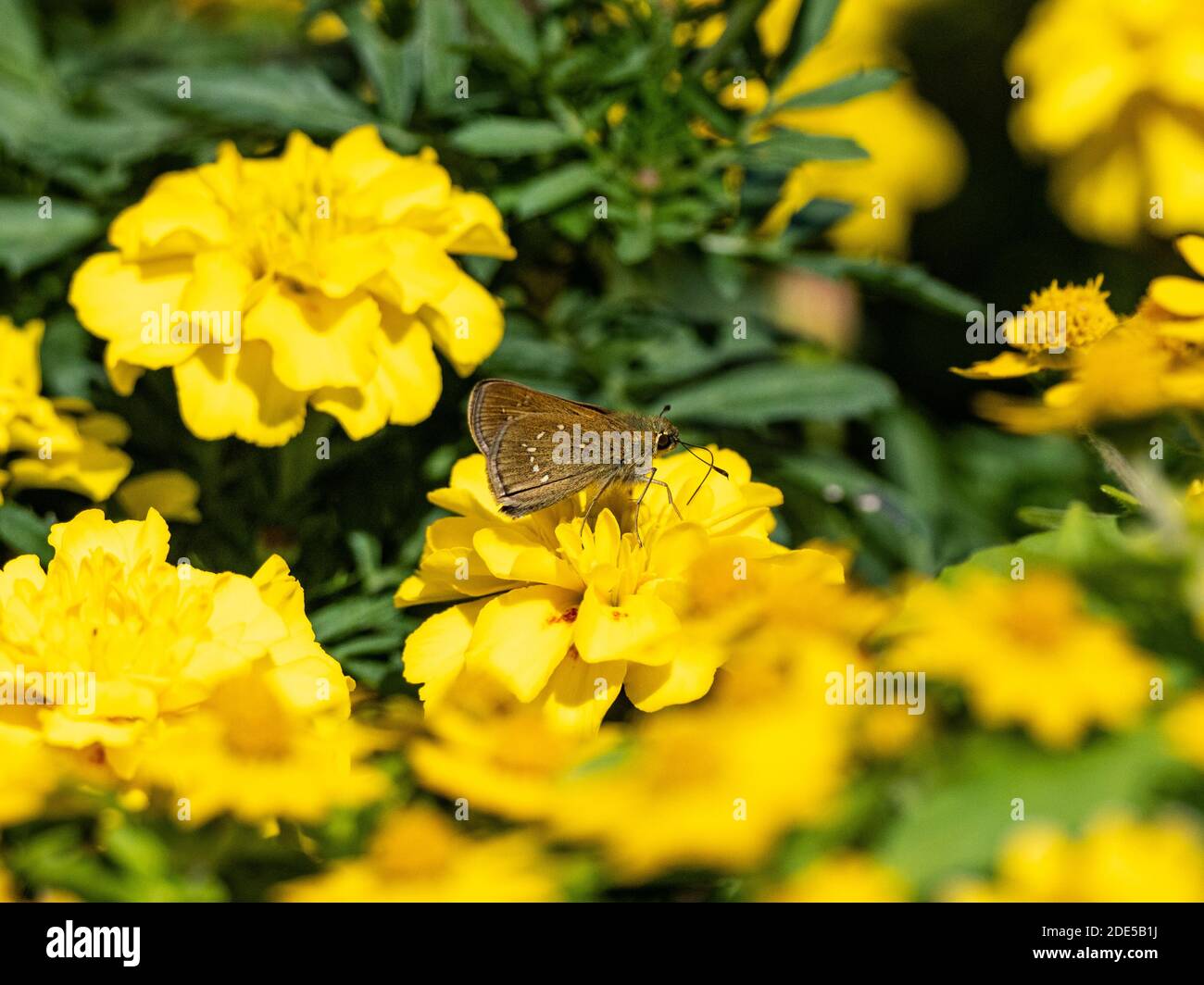 A Common Straight Swift butterfly, Parnara guttata, feeds from yellow ...