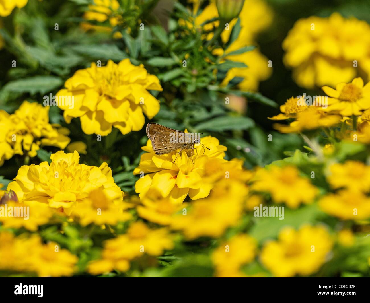 A Common Straight Swift butterfly, Parnara guttata, feeds from yellow ...