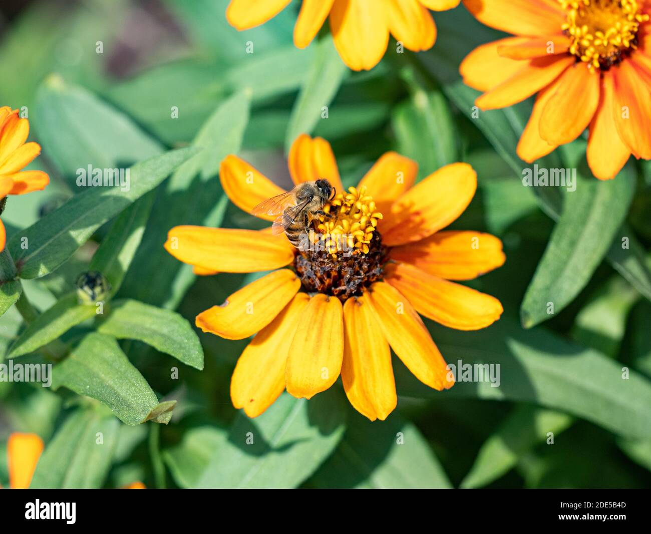 A Japanese honey bee, Apis cerana japonica, feeds from a flower in ...