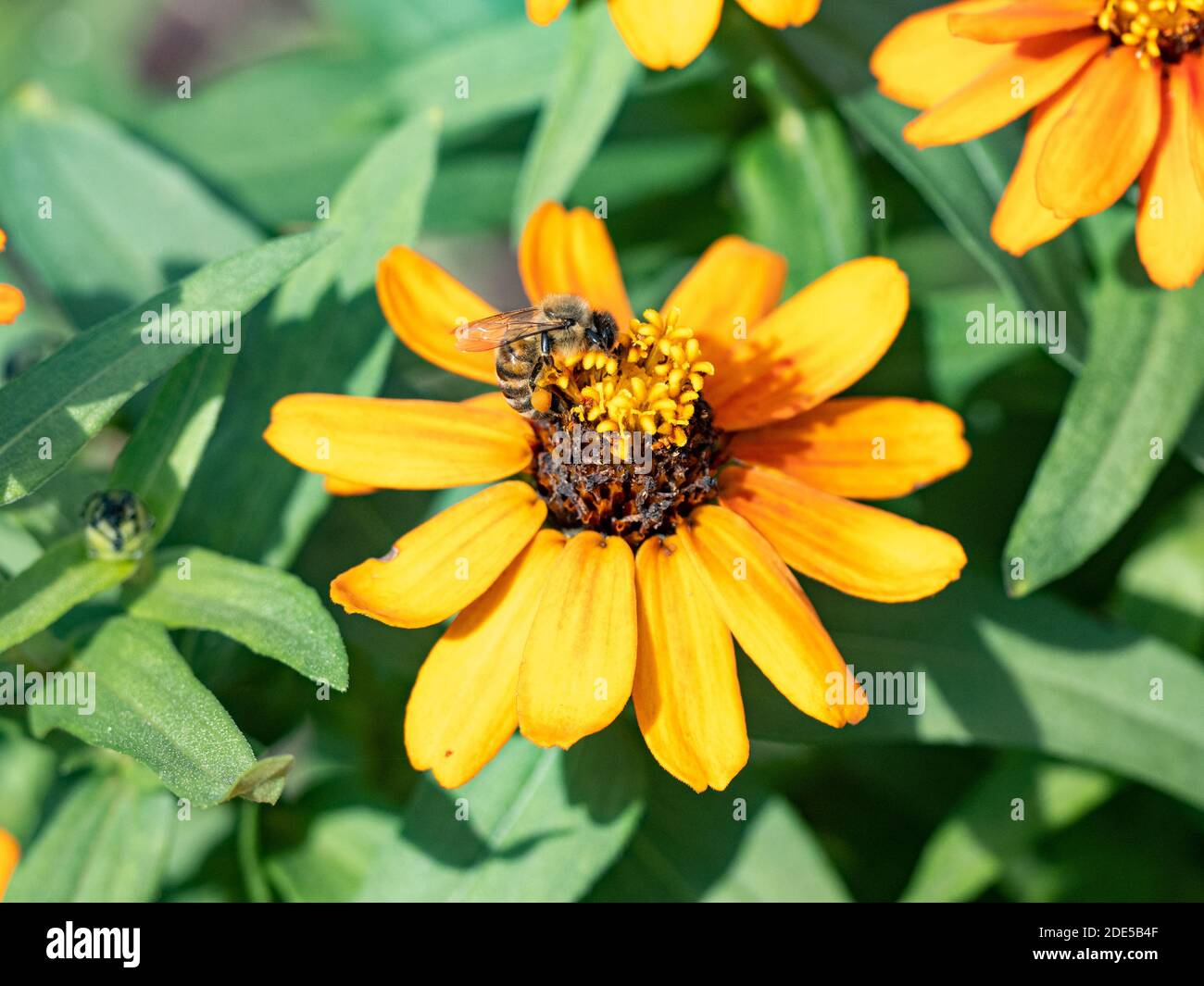 A Japanese honey bee, Apis cerana japonica, feeds from a flower in ...