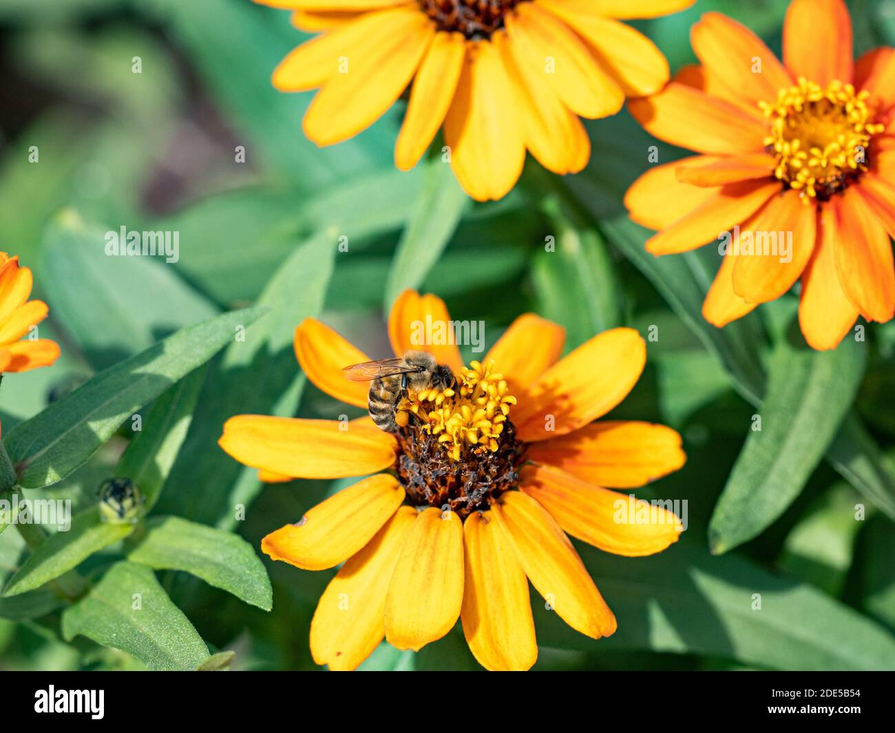 A Japanese honey bee, Apis cerana japonica, feeds from a flower in ...