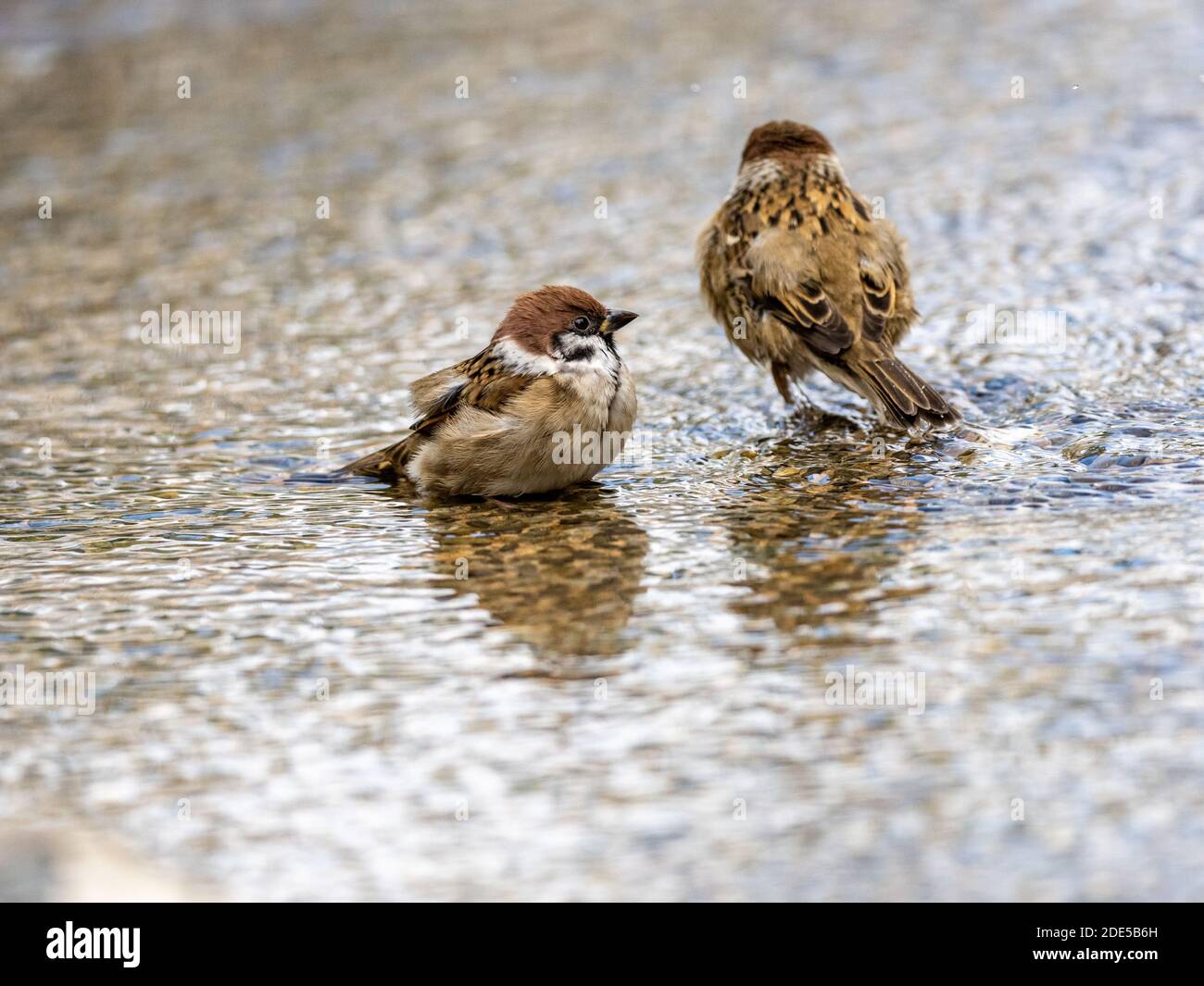 Eurasian tree sparrows, passer montanus, play and bathe in a water ...