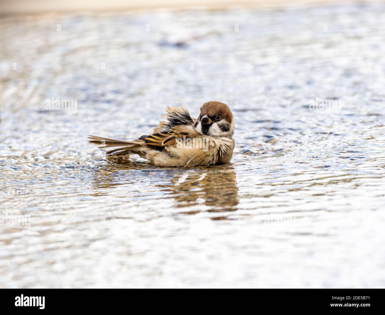 Eurasian tree sparrows, passer montanus, play and bathe in a water ...