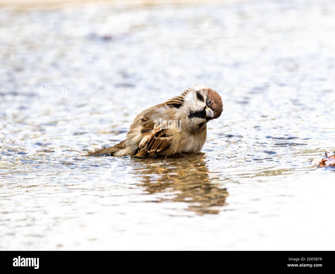 Eurasian tree sparrows, passer montanus, play and bathe in a water ...