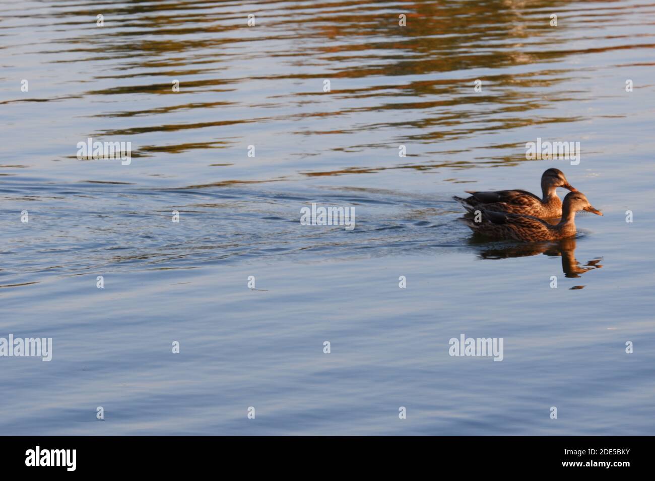 Two floating ducks hi-res stock photography and images - Alamy