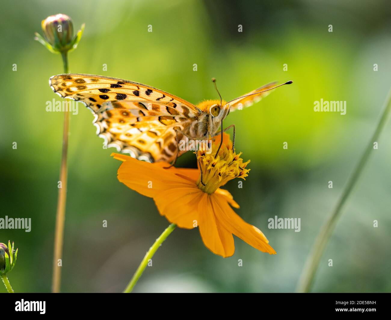 A tropical, or indian, fritillary butterfly, Argynnis hyperbius, feeds ...
