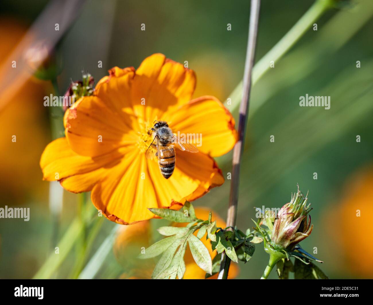 A Japanese honey bee, Apis cerana japonica, flies into a golden cosmos ...