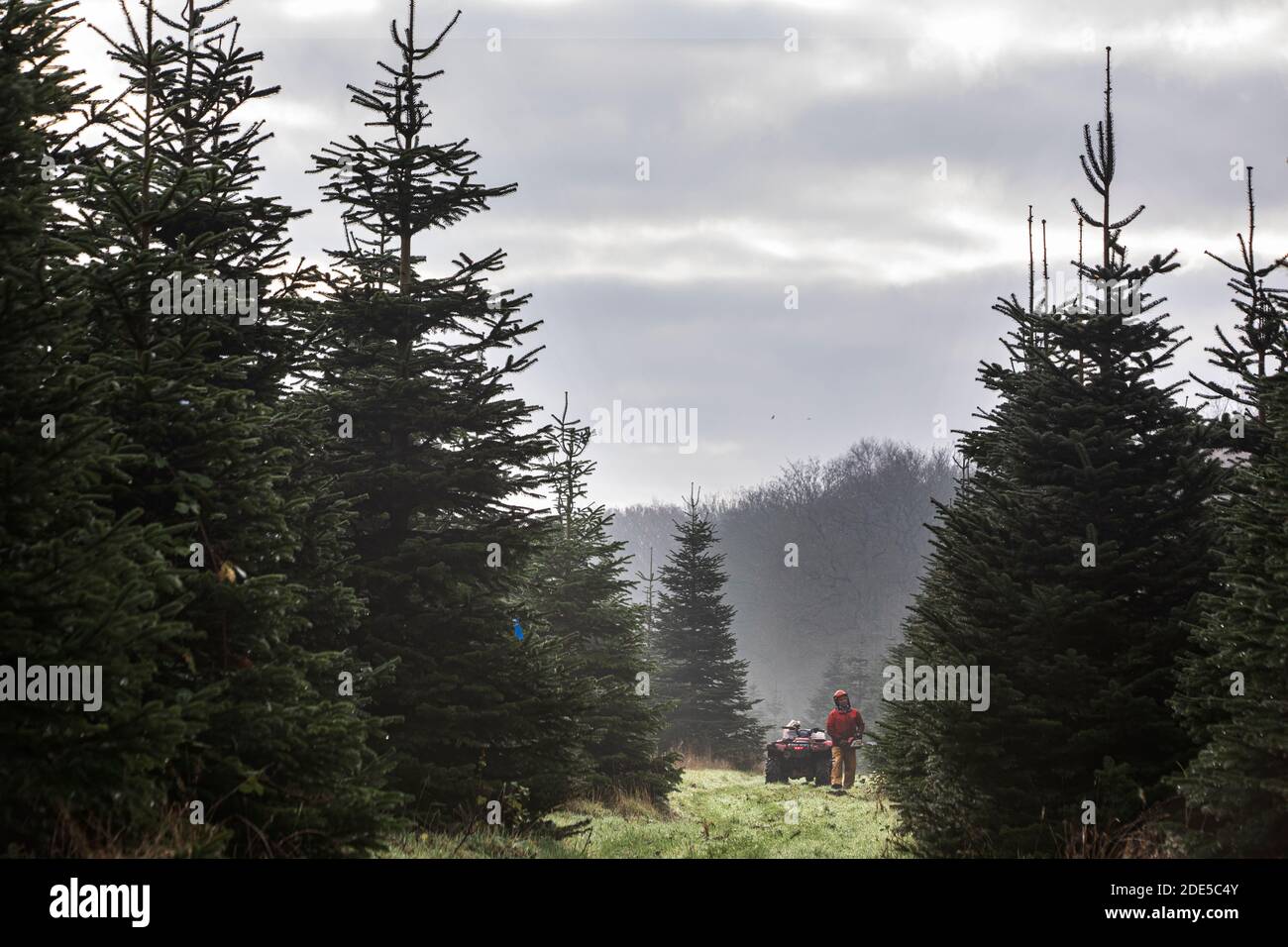 York Christmas Trees which was named Christmas Tr ee provider of the ...