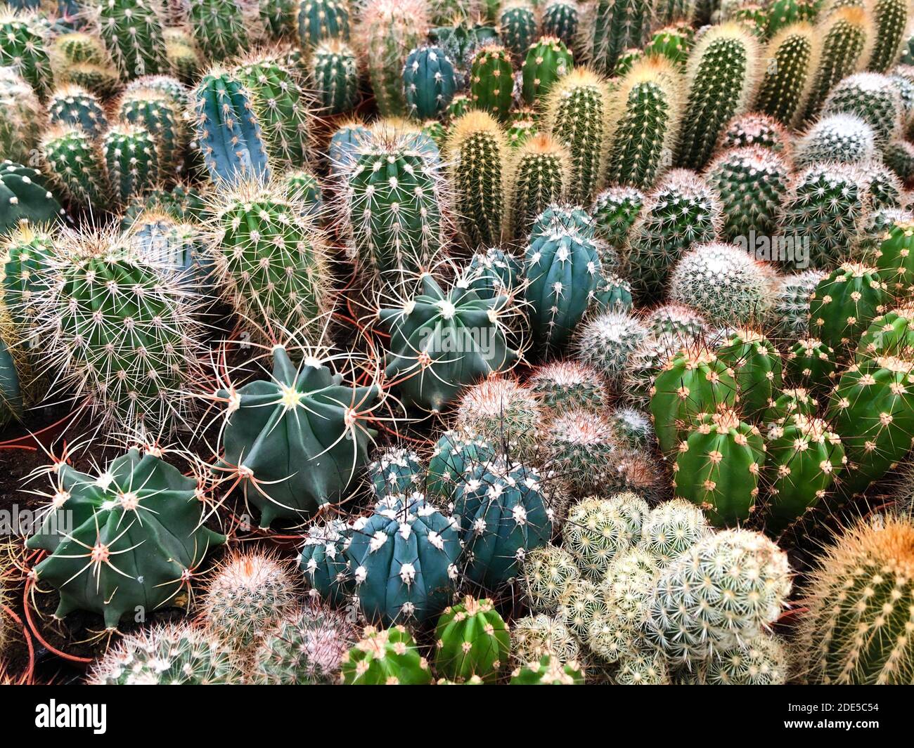 Miniature cacti hi-res stock photography and images - Alamy