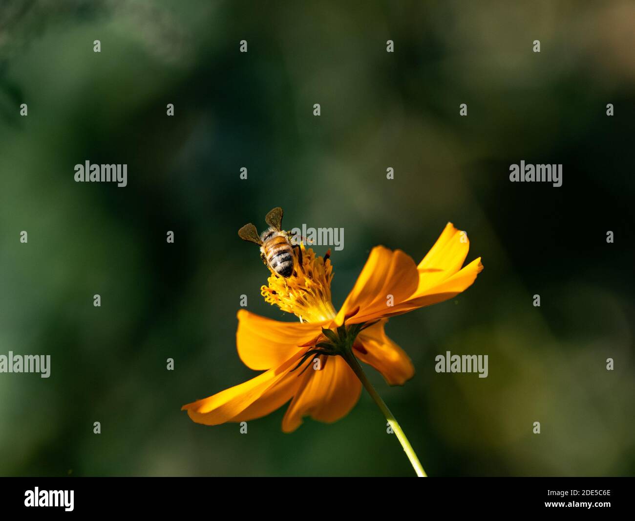A Japanese honey bee, Apis cerana japonica, flies into a golden cosmos ...