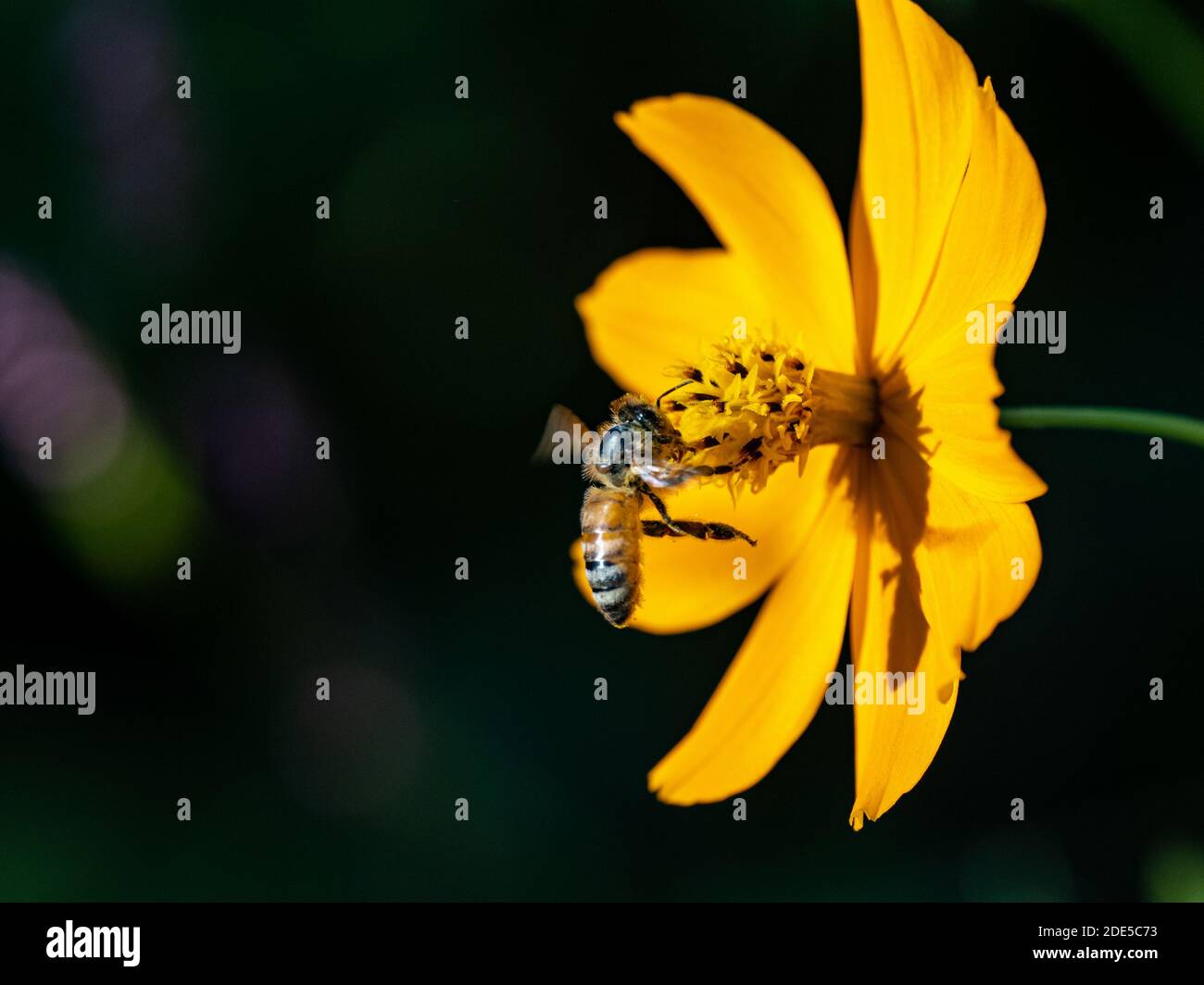 A Japanese honey bee, Apis cerana japonica, flies into a golden cosmos ...
