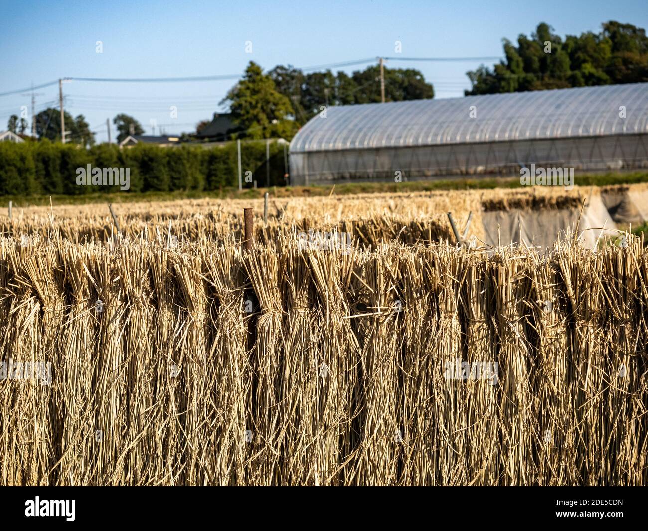 Sheaves of drying rice hang in a rice field on a farm in western ...
