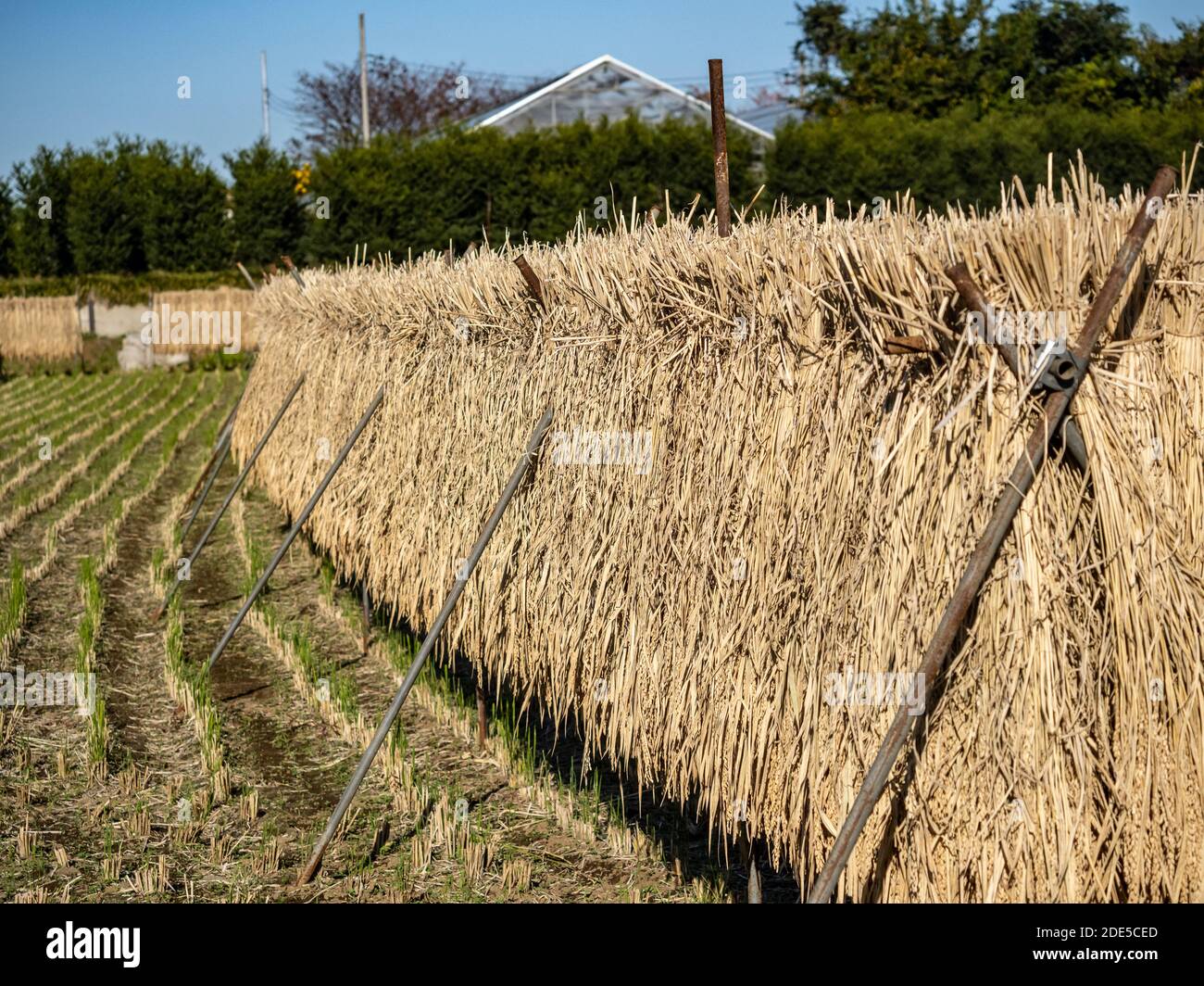 Sheaves of rice hi-res stock photography and images - Alamy