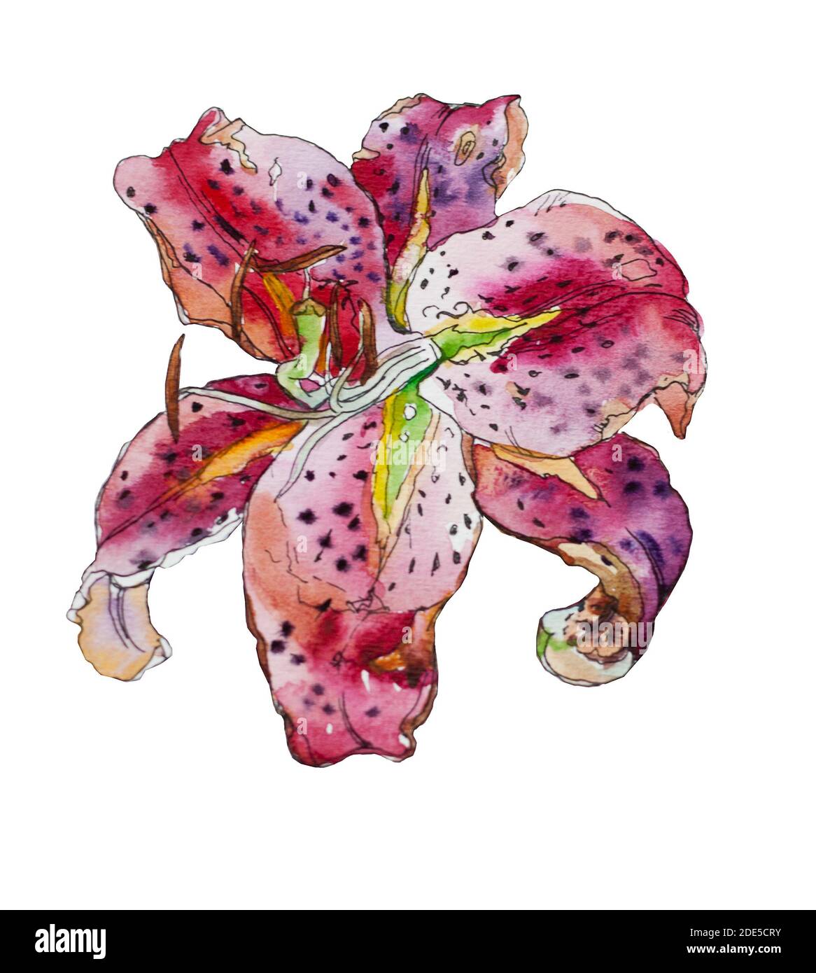 Abstract watercolor art plants Cut Out Stock Images & Pictures - Alamy