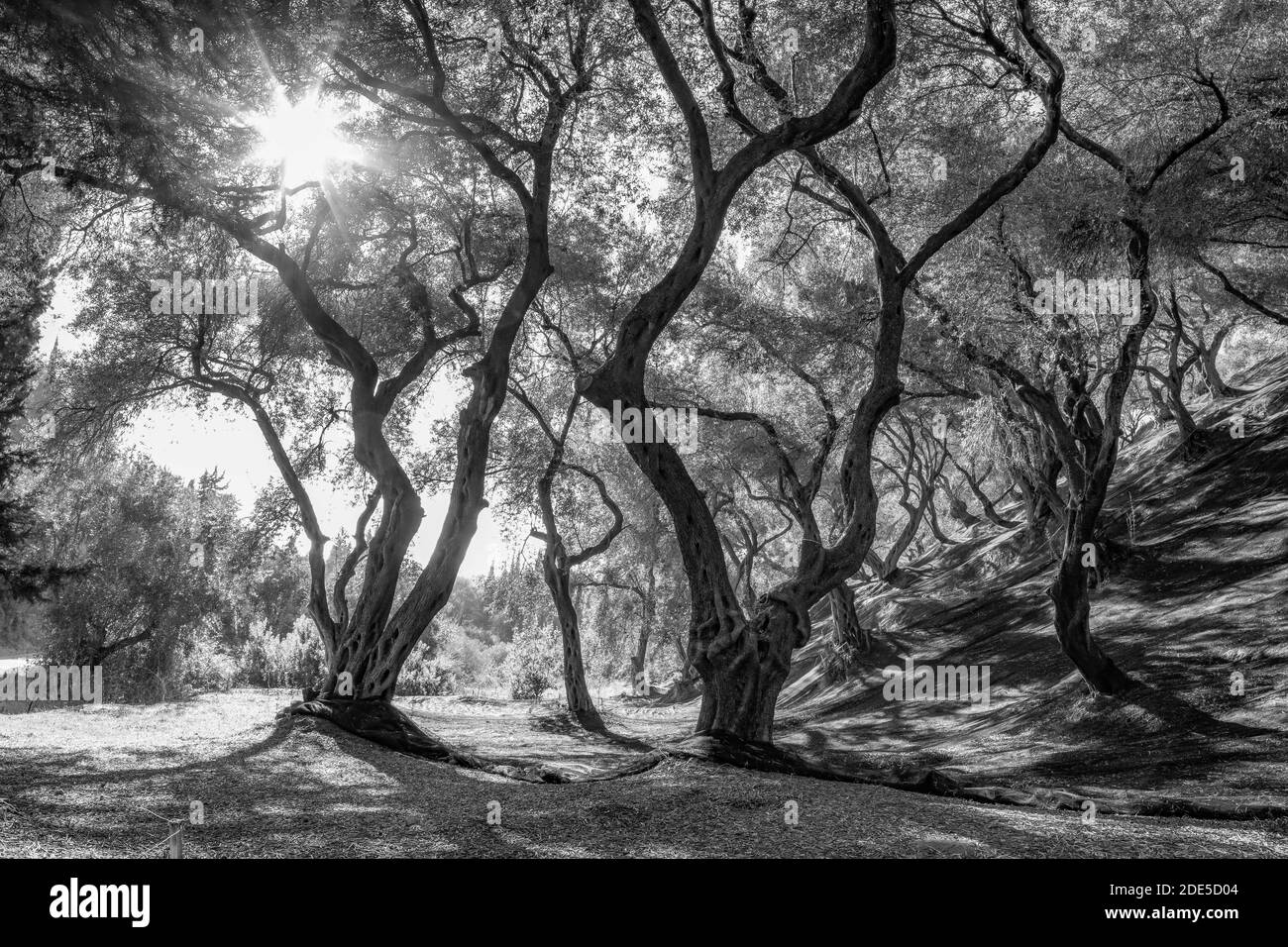 Wide Spreading Tree High Resolution Stock Photography and Images - Alamy