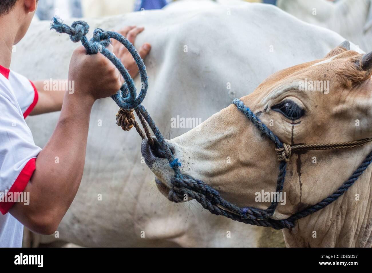 Early morning at the Padre Garcia Livestock Auction Market in Batangas ...
