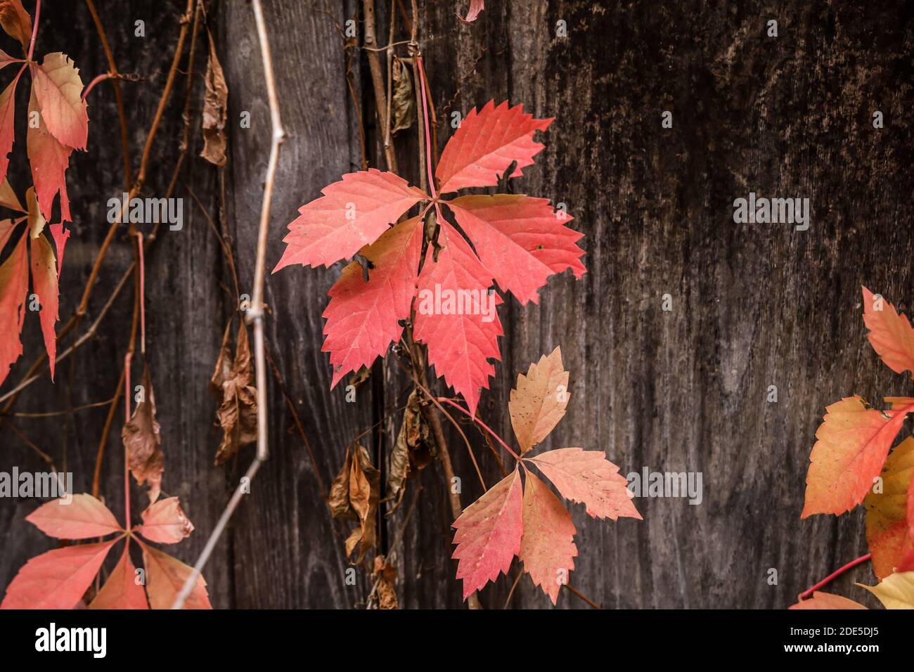 colorful red to yellow autumn leaves of a climbing plant, with wooden ...