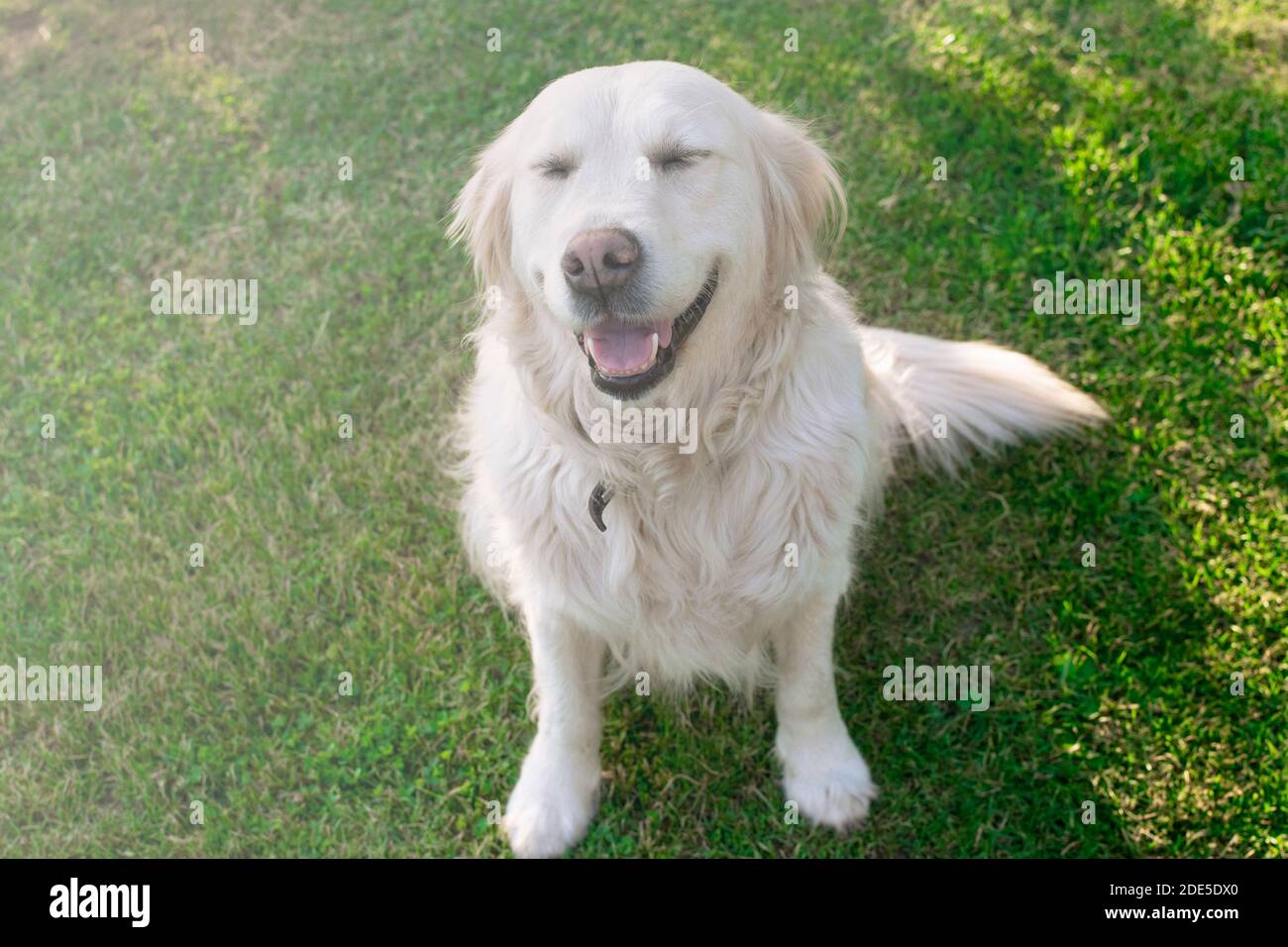 Charming pet. Golden Retriever sitting on the lawn. Friendly, well ...