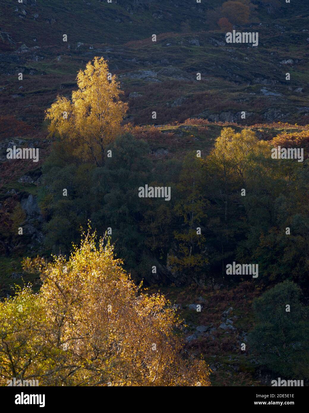 Silver Birch tree spotlight on a hillside above Glen Lyon, Perth and ...