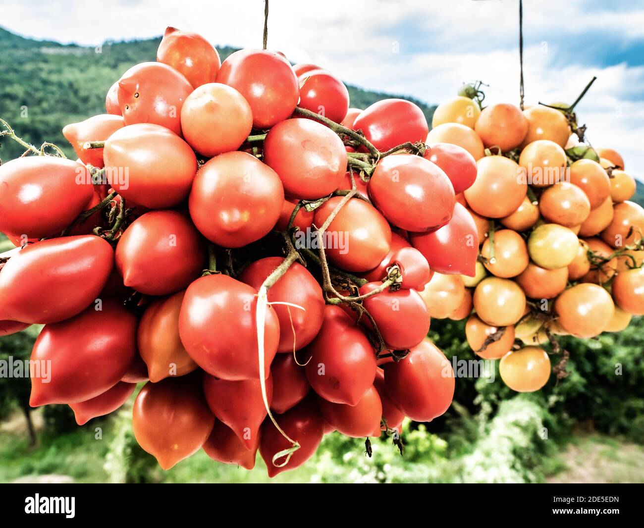 two types of yellow and red tomatoes, organized in clusters, taken up ...