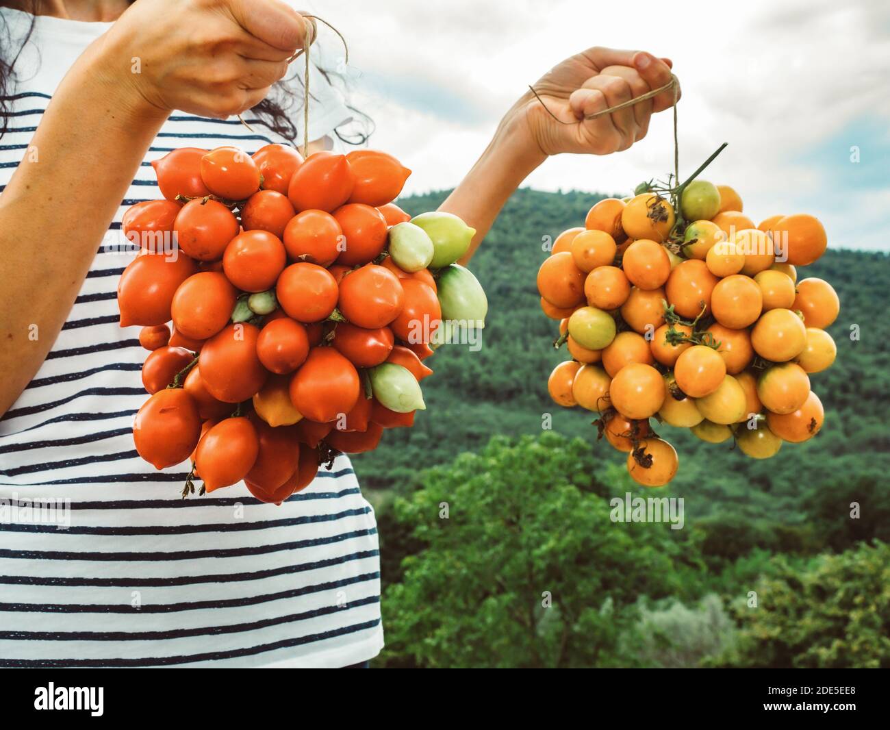 two types of yellow and red tomatoes, organized in clusters, taken up ...