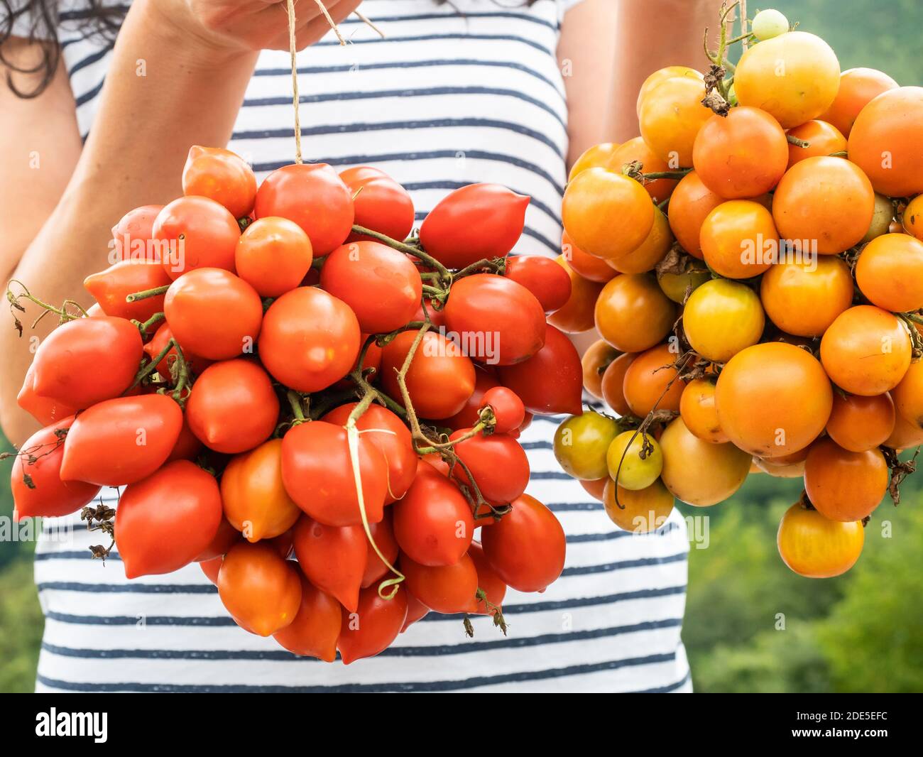 two types of yellow and red tomatoes, organized in clusters, taken up ...