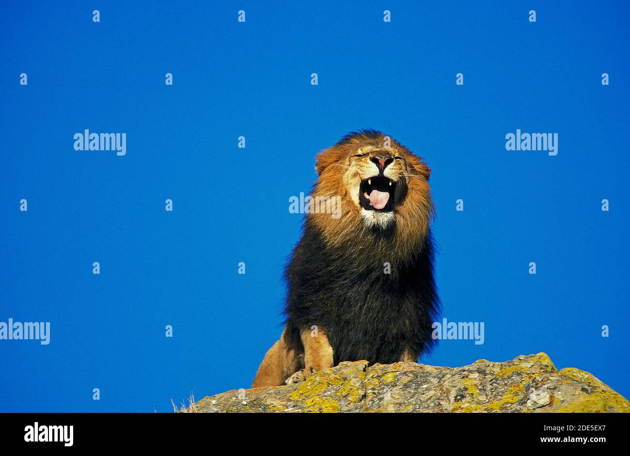 Lion On Rock Roaring