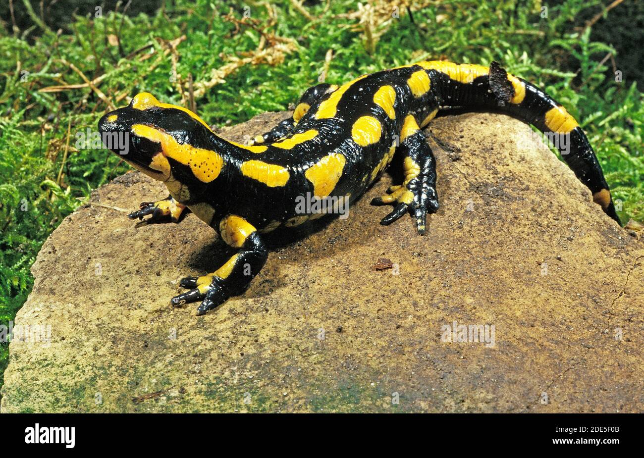 Fire Salamander, salamandra salamandra, Adult standing on Stone Stock ...