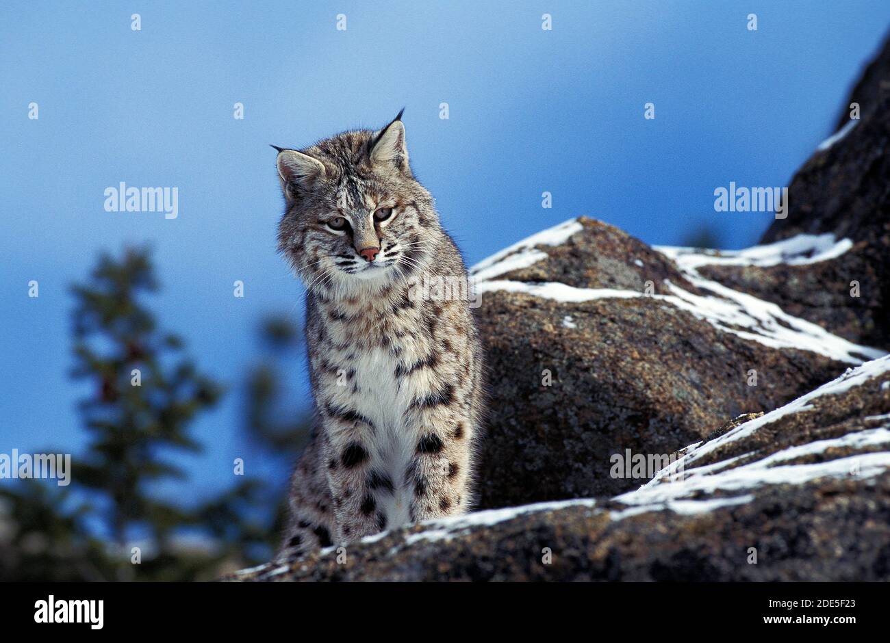 Bobcat lynx rufus sitting on hi-res stock photography and images - Alamy