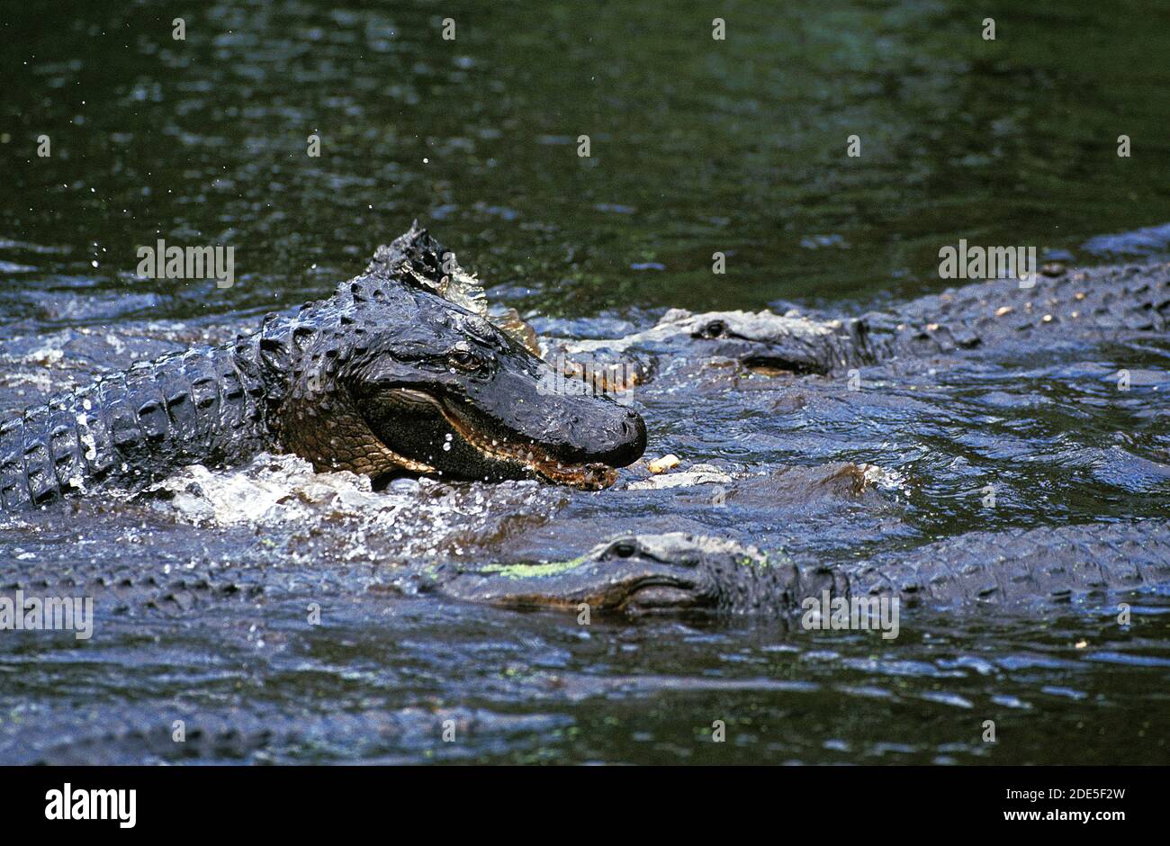 American Alligator, alligator mississipiensis, Adults fighting Stock ...